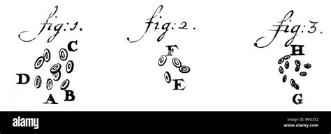 Leeuwenhoek Bacteria