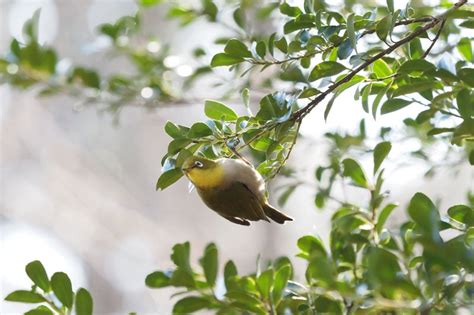 メジロ 複葉機と昆虫マクロの世界