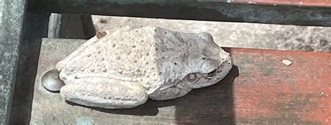 Invasive Cuban Treefrog Amelia River Cruises