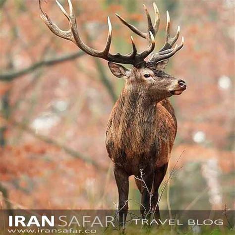Wildlife Of Iran Full Guide To Irans Fauna Info And Facts