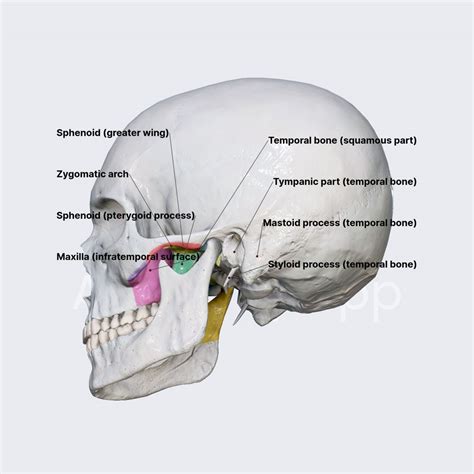 Infratemporal Fossa Boundaries Infratemporal Fossa Pterygopalatine
