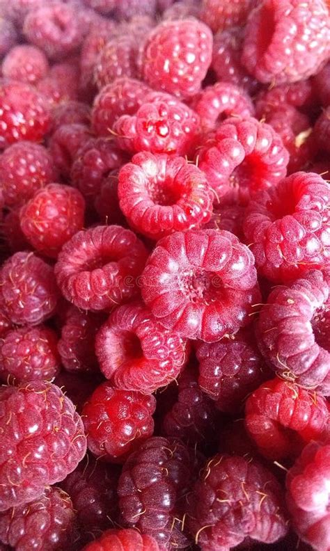 Raspberry Stock Photo Image Of Dish Food Meal July