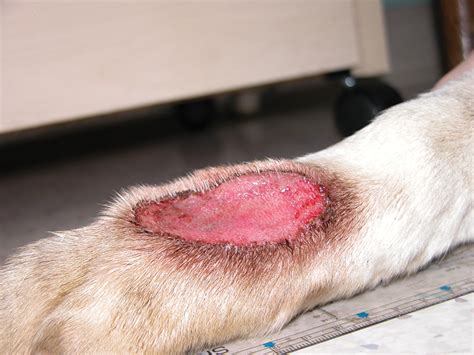 Pyoderma In The Dog Todays Veterinary Nurse