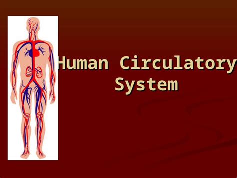 PPT Human Circulatory System Structure And Function Lesson 1