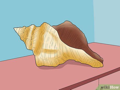 How To Clean Conch Shells A Simple Step By Step Guide