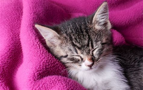 Sleeping Kitten Widescreen Wallpapers 18999 Baltana