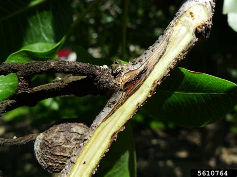 Botryosphaeria Canker White Rot Botryosphaeria Dothidea