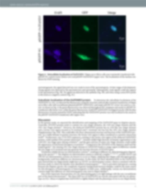 solution charactering the zfand3 gene mapped in the sex determining