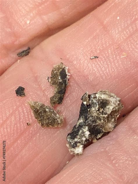 Ambergris Whale Vomit Used In Perfume Making It Is Made By Sperm Whale