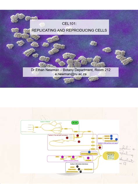 Dna Structure And Replication Pdf Nucleotides Dna Replication