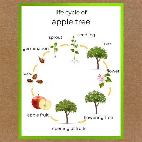 This Item Is Unavailable Etsy Apple Tree Life Cycle Tree Life
