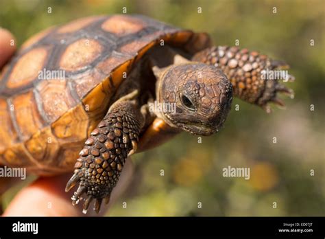 Young Gopher Tortoise With Yellow Shell Color Gopherus Polyphemus