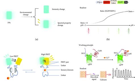 Design Of Direct Plant Biosensors A Working Principle For Intrinsic