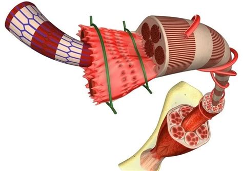 Difference Between Epimysium And Fascia Relationship Between