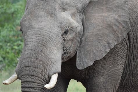 Code Migration Articles Ibi Community