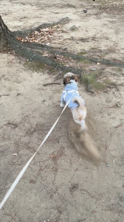 한껏 뽐내고 주변 살피는 눈치빠른 강아지 Youtube