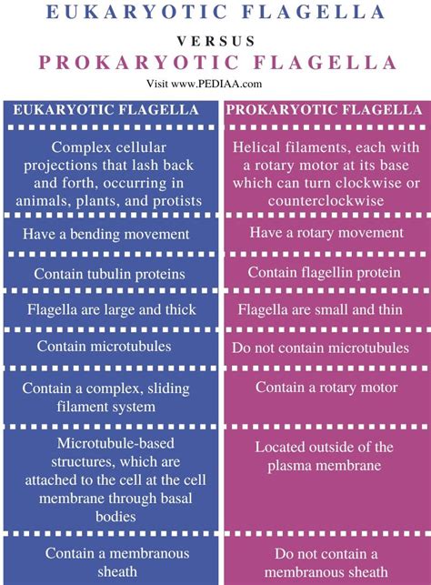 What Is The Difference Between Eukaryotic And Prokaryotic Flagella Pediaa