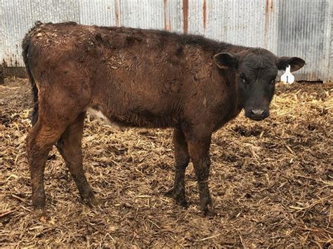 Angus Holstein Cross Heifer Calf Approximate Fragodt Auction And Real Estate Lot 271