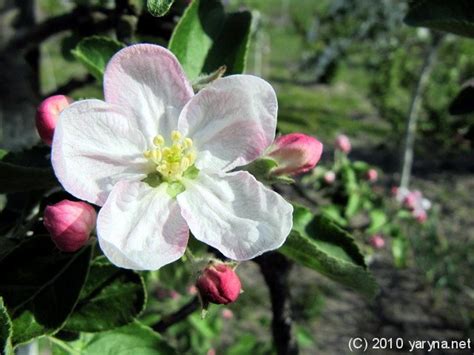 Пора цвітіння Світ фотографій