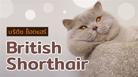 5 เรื่องรู้หรือไม่ ของแมวแก้มยุ้ยสุดน่ารัก บริติชช็อตแฮร์ Youtube