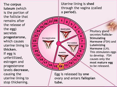 Uterine Lining Shedding Tissues