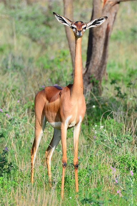 Южный геренук, Litocranius walleri, Soutern Gerenuk | Flickr