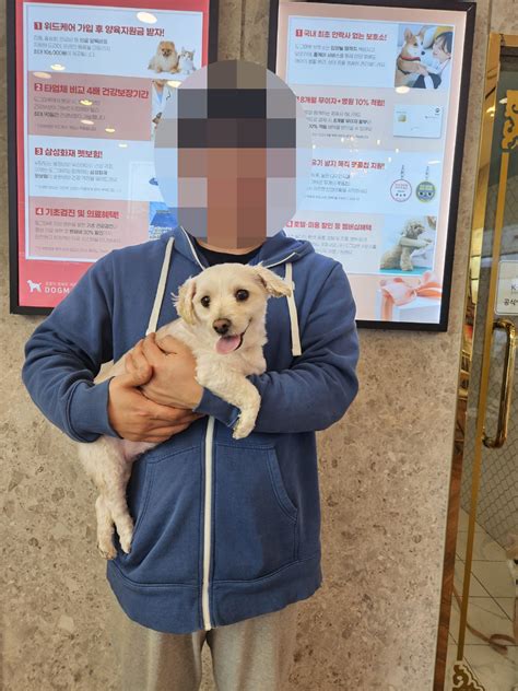 말티푸 코코 토이브리티쉬숏헤어입양 토이스코티쉬폴드입양 토이러시안블루입양 토이강아지입양 토이고양이입양 오드아이먼치킨무료분양 오드아이랙돌무료분양 오드아이브리티쉬숏헤어무료분양