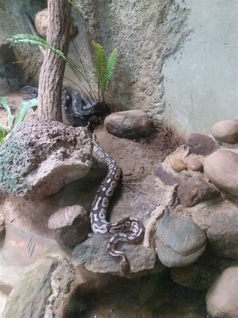Anaconda In Glass Cage Sri Lanka 2023 Stock Image Image Of Attack