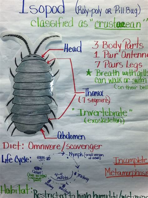 Isopod Pictorial Science Foss Environments Unit Kindergarten