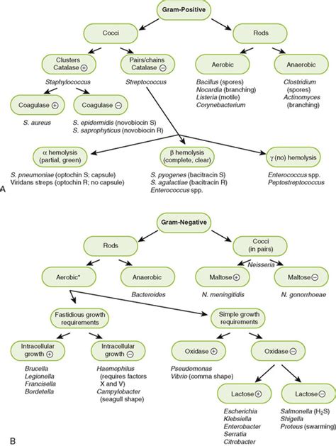 Diagnosis Therapy And Prevention Of Bacterial Diseases Oncohema Key