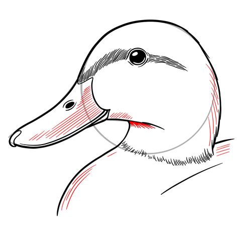 How To Draw A Duck Head Side View In 13 Simple Steps