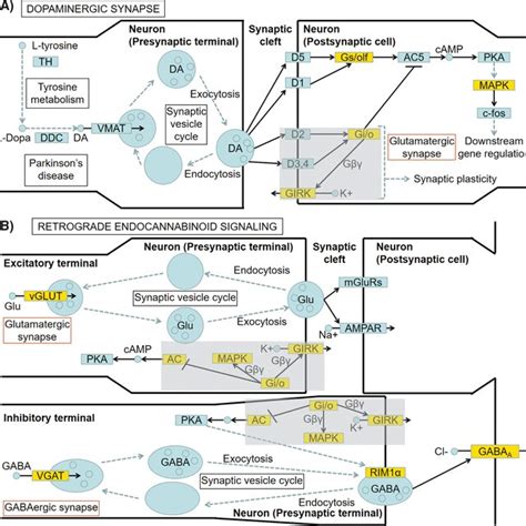 Synopsis Of Significant “dopaminergic Synapse” A And “retrograde