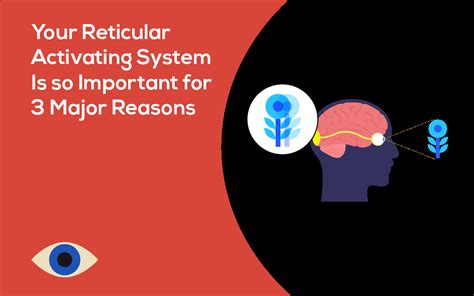 Your Reticular Activating System Why Is It So Important