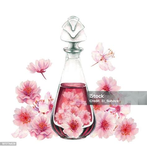 수채화 핑크 꽃 체리 유리 병 향수 결혼식 생일 발렌타인 데이 하나미 장식 엽서 테두리 흰색 배경에 고립된 프레임에 대한 그림 Hanami에 대한 스톡 벡터 아트 및 기타