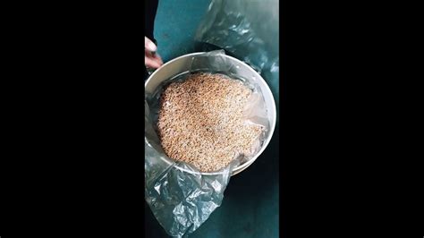 Хөрсгүйгээр ногоон тэжээл хэрхэн тарих вэ заавар зөвлөгөө🐴🐄🐐🐑 Youtube