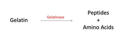 Micro Biochemical Assays Flashcards Quizlet