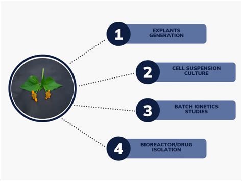 Overview Of Isolation Of Bioactive Compounds From Lcamara Download