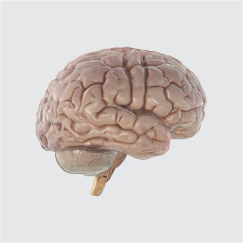 A Realistic Human Brain 3d Model Turbosquid 2263097