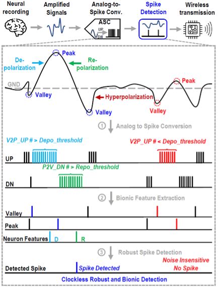 Cenbrain Neurotechs New Publications In Ieee Biocas23 Sawan实验室