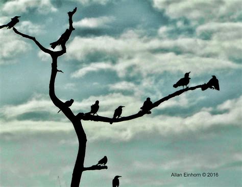 Hitchcocks Birds Photograph By Allan Einhorn Pixels
