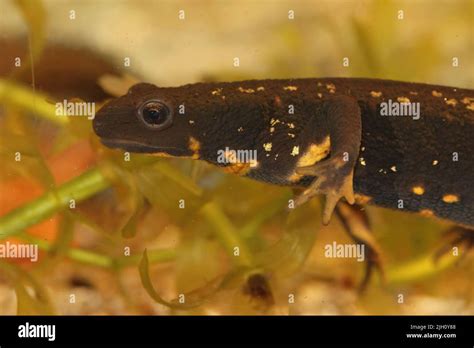 Closeup On A Colorful Japanese Sword Tailed Firebellied Newt Cynops Ensicauda Popei Endemic To