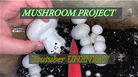 4 Мөөгтэй хуурга хуушуур УРГАЦАА ХУРААСАН НЬ Mushroomproject Мөөг Youtube