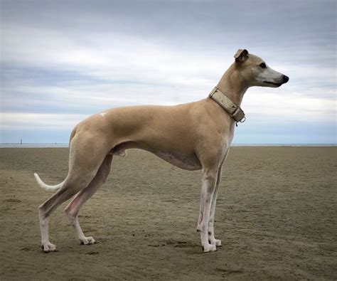 Whippet The Breed Archive