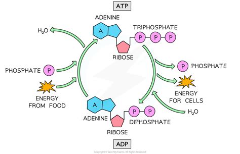 Atp Cycle Diagram