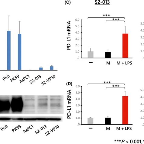 A Pd‐l1 Expression On Daudi Left And Pancreatic Ductal Download Scientific Diagram