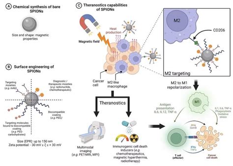 Theranostic Potential Of Innovative Superparamagnetic Nanoparticles