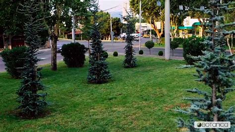 სარაჯიშვილის გამზირი Botanica Ge