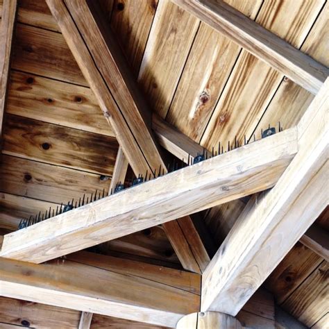 3 Simple Ways To Stop Birds From Building Nests For Good