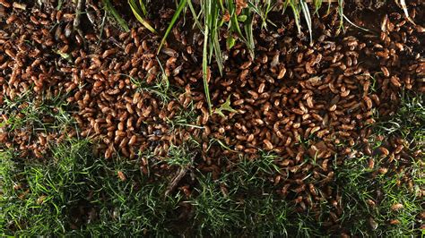 Billions Of Sex Crazed Zombie Bugs With Last Of Us Style Fungus