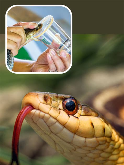 किस काम आता है सांप का जहर जानें क्यों इतना महंगा बिकता है Times Now Navbharat